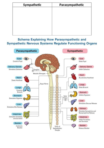 Unit 1 Anatomy and Physiology Unit Pack | Teaching Resources