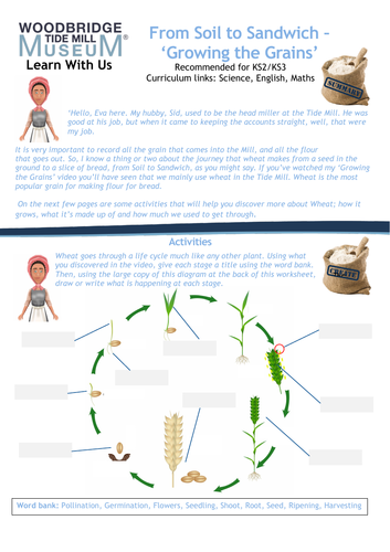 The life cycle and growth of wheat | Teaching Resources