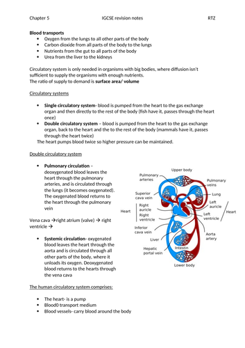 IGCSE International 9-1 Chapter 5 Circulatory system | Teaching Resources