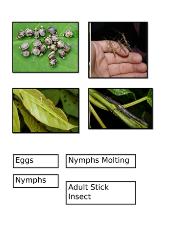 Stick Insect Life Cycle | Teaching Resources