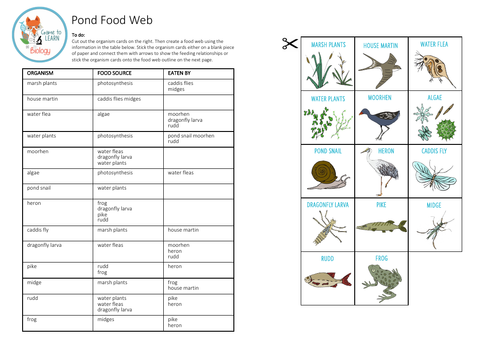 Create a Pond Food Web - Worksheet (KS3/4) | Teaching Resources