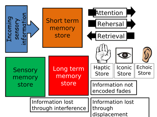 GCSE Psychology (AQA) Memory: Complete SoW (20 lessons) | Teaching ...