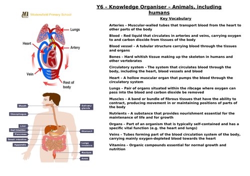 whole school yr 1 - yr 6 science Knowledge Organisers | Teaching Resources