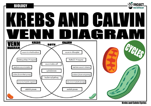 Krebs and Calvin Cycle Venn Diagram | Teaching Resources