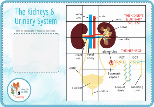Kidneys and Urinary System - Digital Jigsaw Puzzle (KS3/4) | Teaching ...