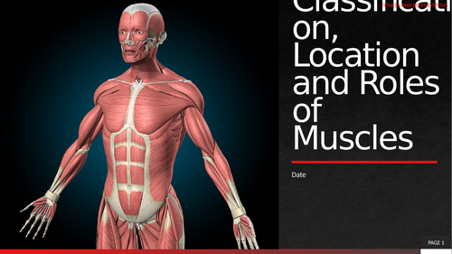 4. Classification, Location and Roles of Muscles | Teaching Resources