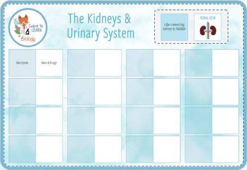 Kidneys and Urinary System - Digital Card Sort (KS4) | Teaching Resources
