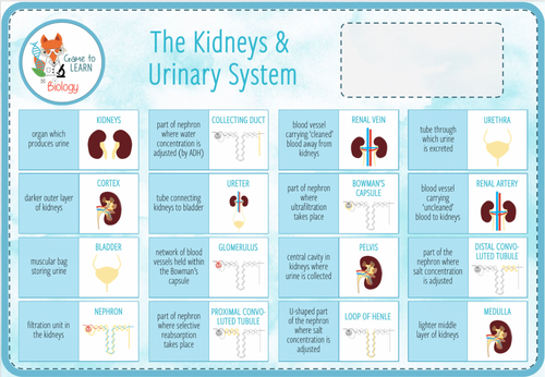 Kidneys and Urinary System - Digital Card Sort (KS4) | Teaching Resources