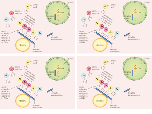 AQA GCSE Biology (9-1) B13.5 DNA structure and protein synthesis FULL ...
