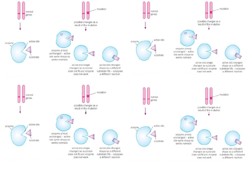 AQA GCSE Biology (9-1) B13. 6 - Gene expression and mutation - FULL ...