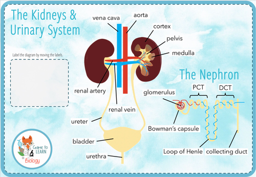 Kidneys and Urinary System - Digital Label Activity (KS4) | Teaching ...