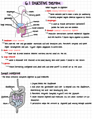 Topic 6 IB HL biology revision notes | Teaching Resources
