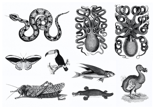 Natural Forms Zoological Illustrations | Teaching Resources