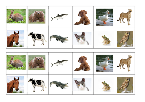 Animal diets lesson and sheet Year 1 | Teaching Resources