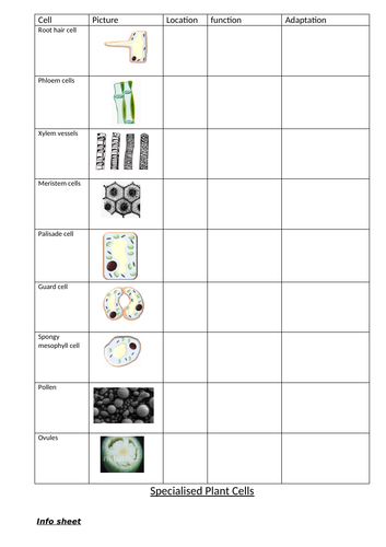 specialised plant cells | Teaching Resources