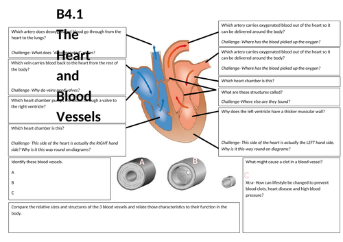 Heart and blood vessels | Teaching Resources