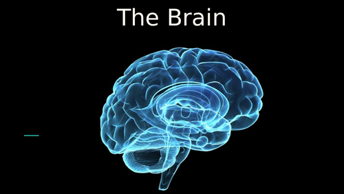 The Brain Powerpoint | Teaching Resources