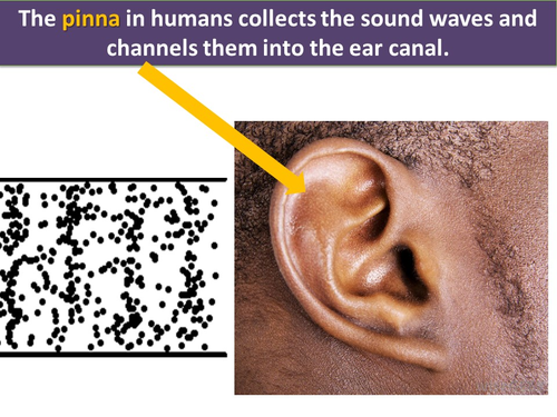 Detecting Sound | Teaching Resources