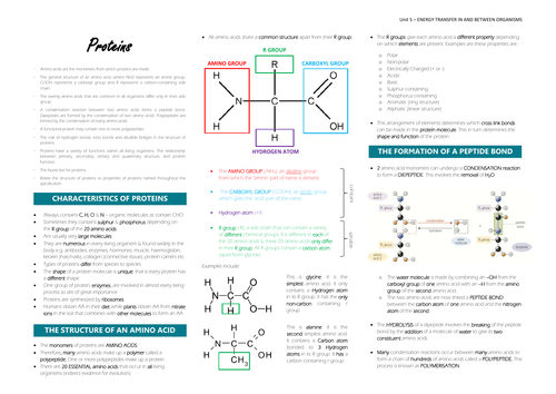 Protein Summary Sheet (AQA A-Level Biology) | Teaching Resources
