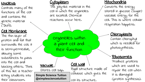 Organelle Mind Map