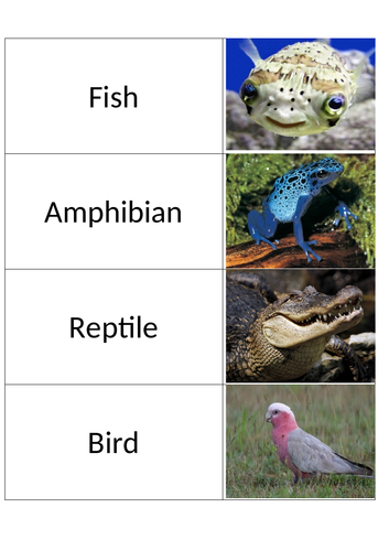 Classification snap cards | Teaching Resources