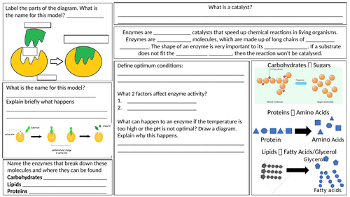 Enzyme cheat sheet | Teaching Resources
