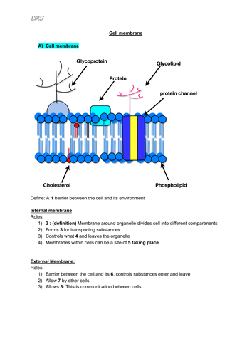 OCR A Level Biology Cell Membrane Revision Sheet | Teaching Resources