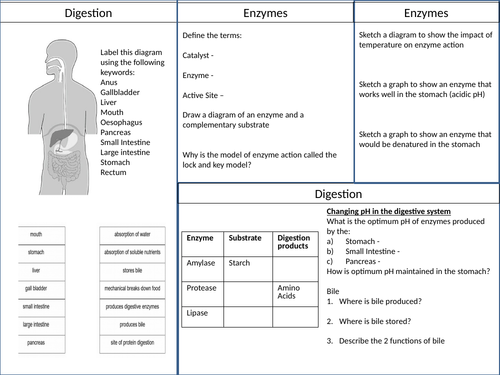 GCSE Digestive System and Enzymes Revision | Teaching Resources