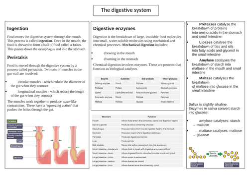 Diet and digestion revision mat | Teaching Resources