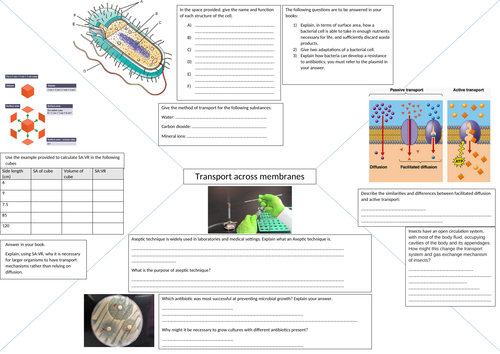 Transport across membranes revision mat | Teaching Resources
