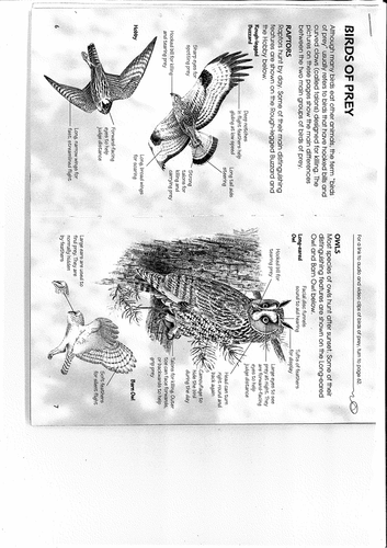 Whole class guided reading non-fiction birds of prey/owls year 4 KS2 ...