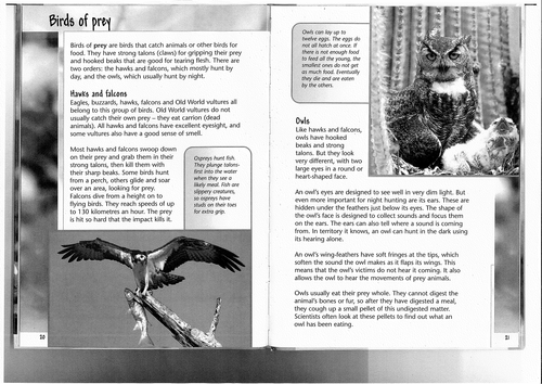 Whole class guided reading non-fiction birds of prey/owls year 4 KS2 ...