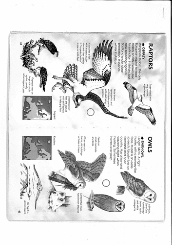 Whole class guided reading non-fiction birds of prey/owls year 4 KS2 ...