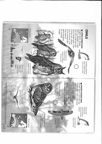 Whole class guided reading non-fiction birds of prey/owls year 4 KS2 ...