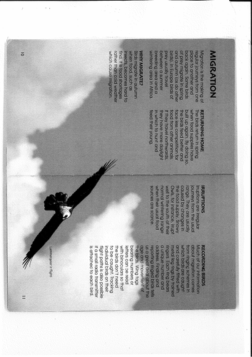 Whole class guided reading non-fiction birds of prey/owls year 4 KS2 ...