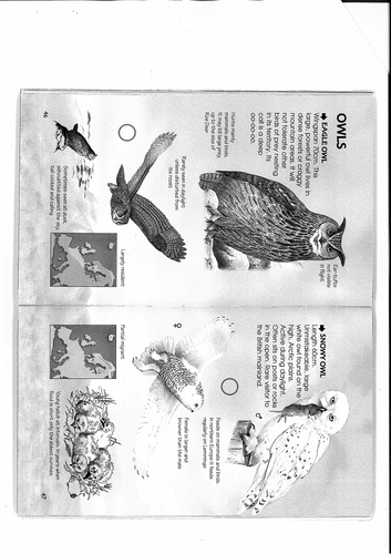 Whole class guided reading non-fiction birds of prey/owls year 4 KS2 ...