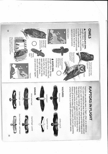 Whole class guided reading non-fiction birds of prey/owls year 4 KS2 ...