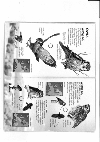 Whole class guided reading non-fiction birds of prey/owls year 4 KS2 ...