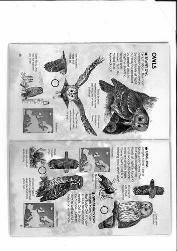 Whole class guided reading non-fiction birds of prey/owls year 4 KS2 ...