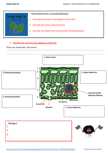 Plant Nutrition Part 1 (IGCSE/GCSE) worksheet | Teaching Resources