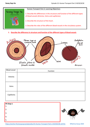Human Transport Part 2 (IGCSE/GCSE) worksheet | Teaching Resources