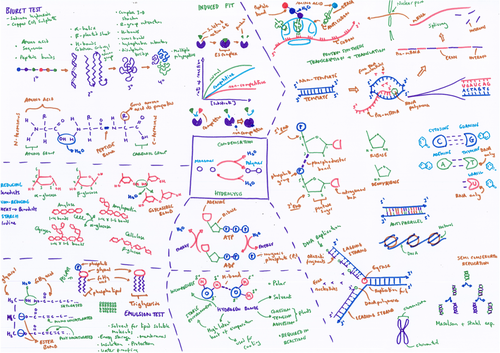 A level Biological Molecules Revision Poster | Teaching Resources