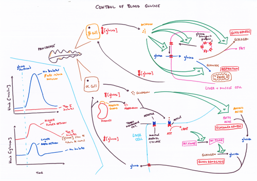 A level Control of Blood Glucose revision poster | Teaching Resources