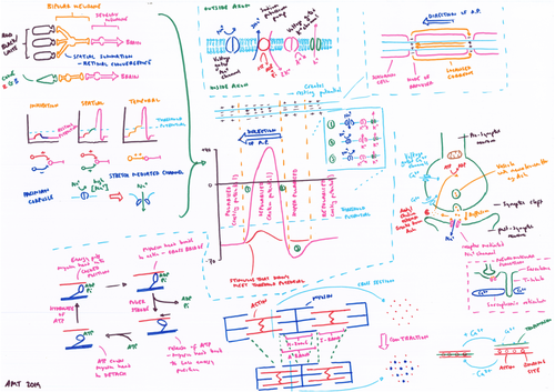 A level Nerve and Muscle revision poster | Teaching Resources