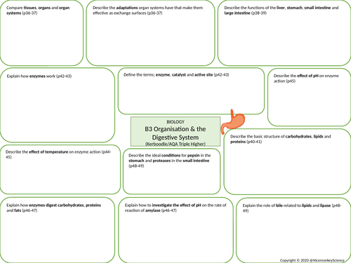 B3 Organisation & Digestive System Mat | Teaching Resources