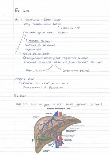 Alevel Biology A* Notes - Excretion | Teaching Resources