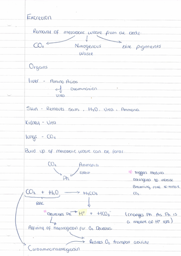Alevel Biology A* Notes - Excretion | Teaching Resources