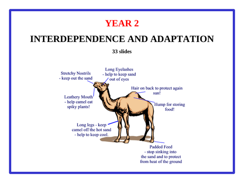 Year 2 Interdependence and Adaptation - PowerPoint | Teaching Resources