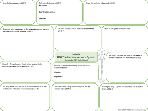 B10 Human Nervous System Mat | Teaching Resources