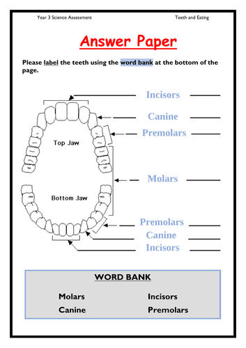 Year 3 Science - Teeth and Eating Assessment | Teaching Resources